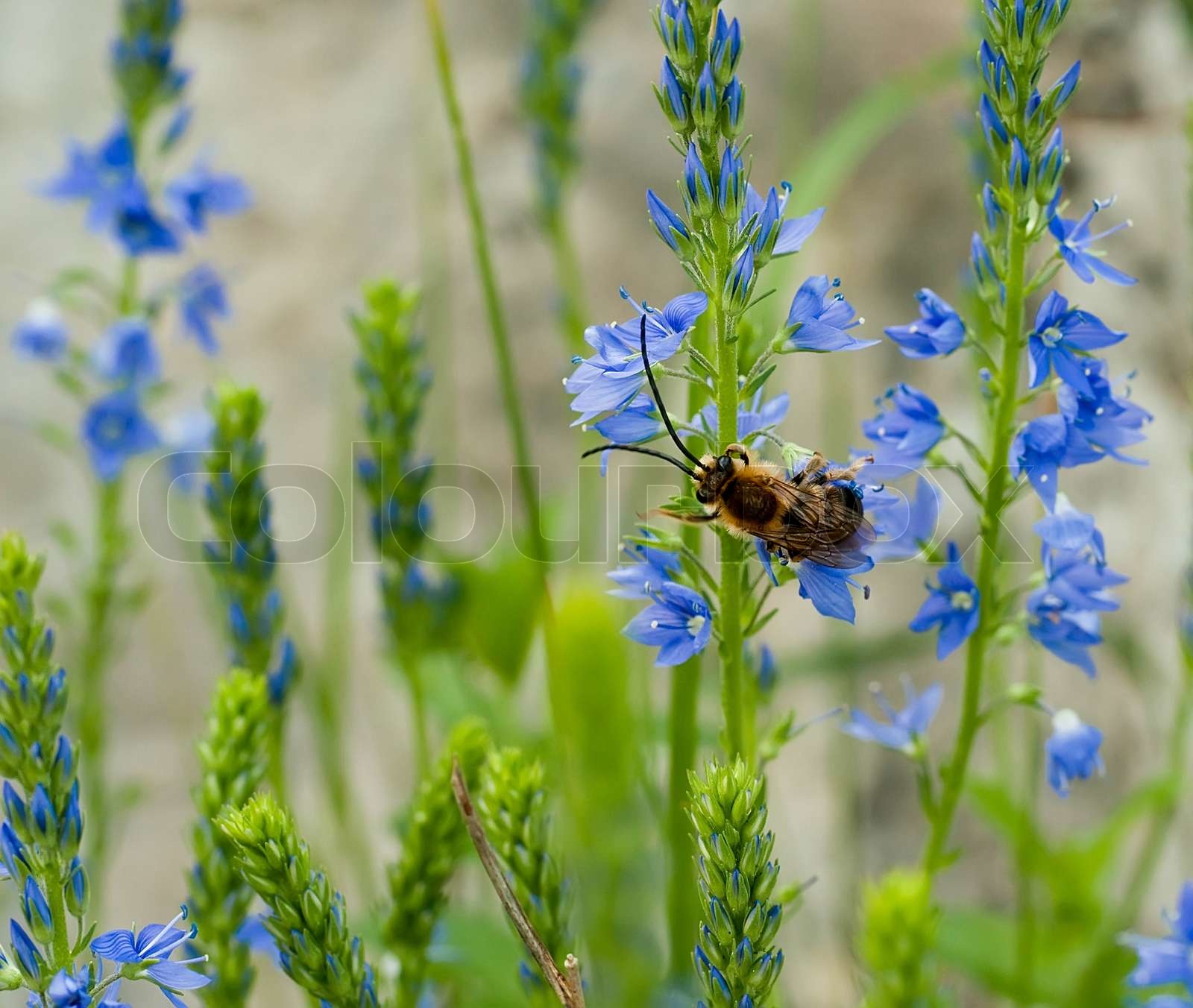Biene auf blaue Blume, ein Sommer-Feld | Stock Bild | Colourbox