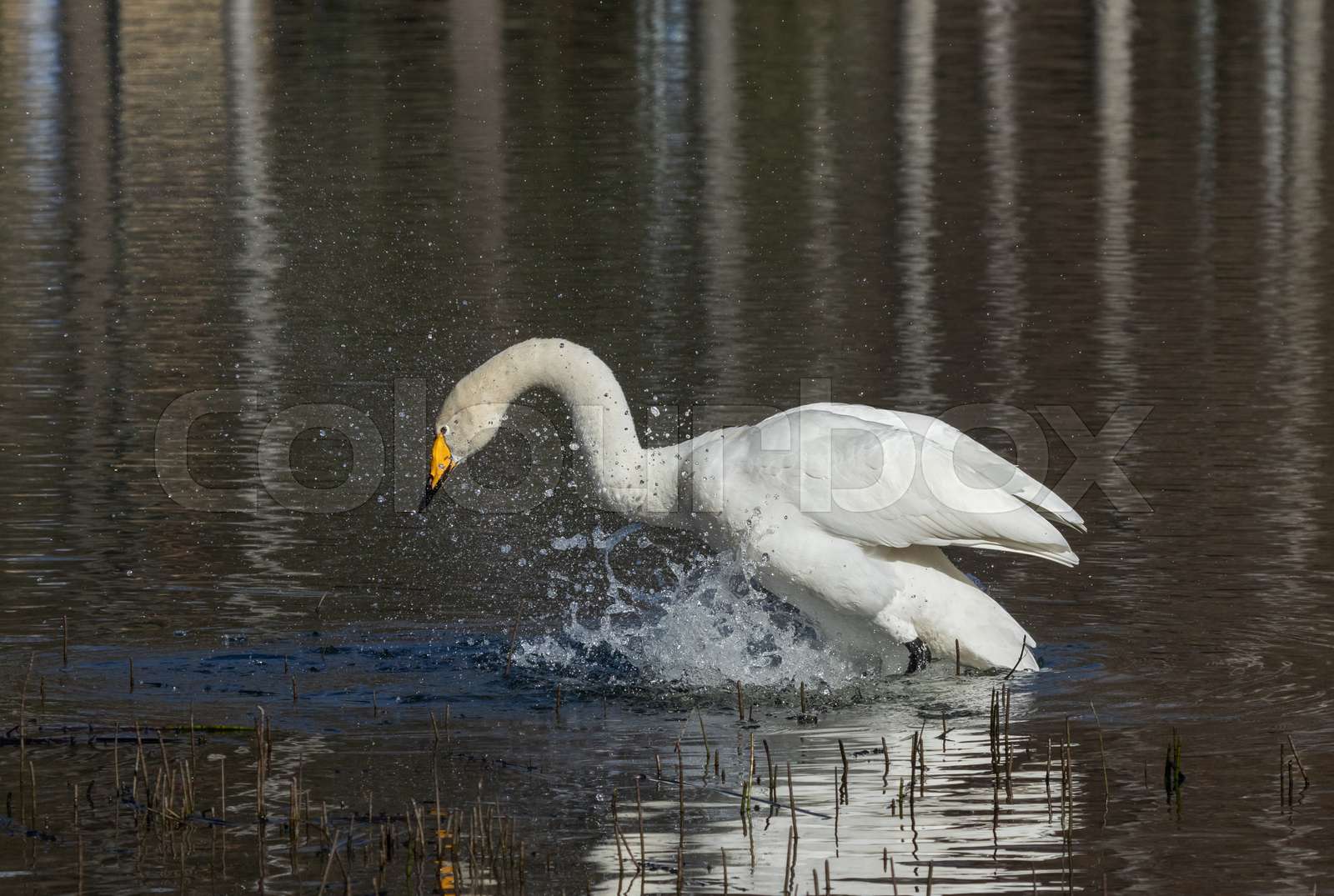Whooper swan shaking its body | Stock image | Colourbox