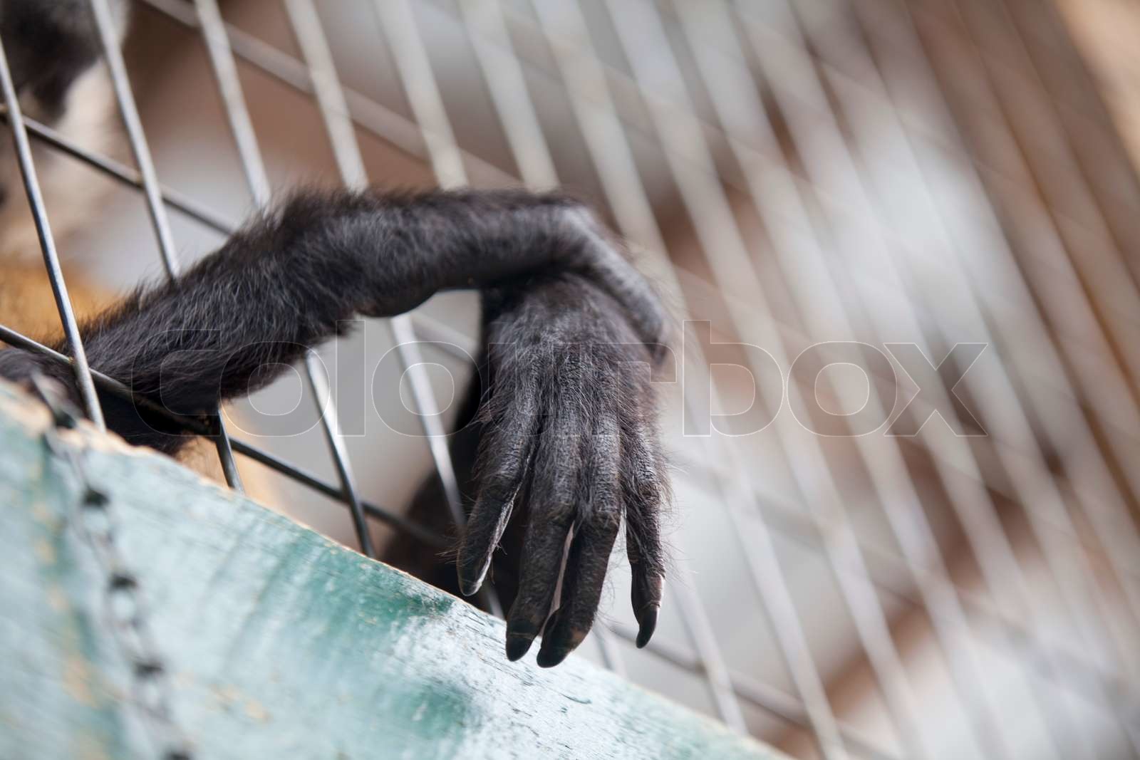 Monkey hands | Stock image | Colourbox