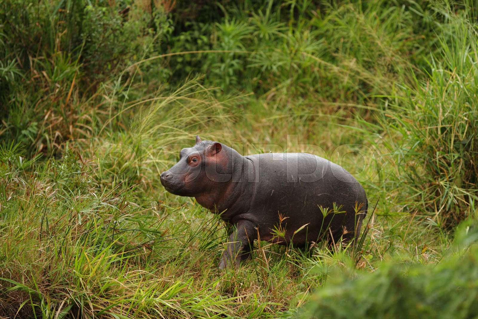 Hippopotamus calf Elephant in the wilderness | Stock image | Colourbox