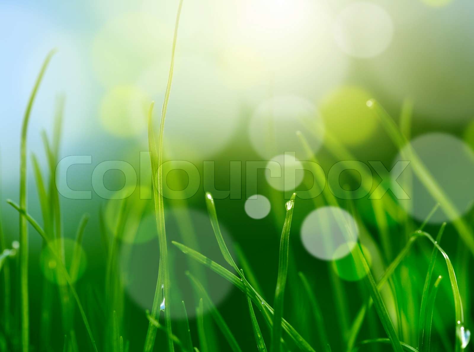 grøn, baggrund, sløre | Stock foto | Colourbox