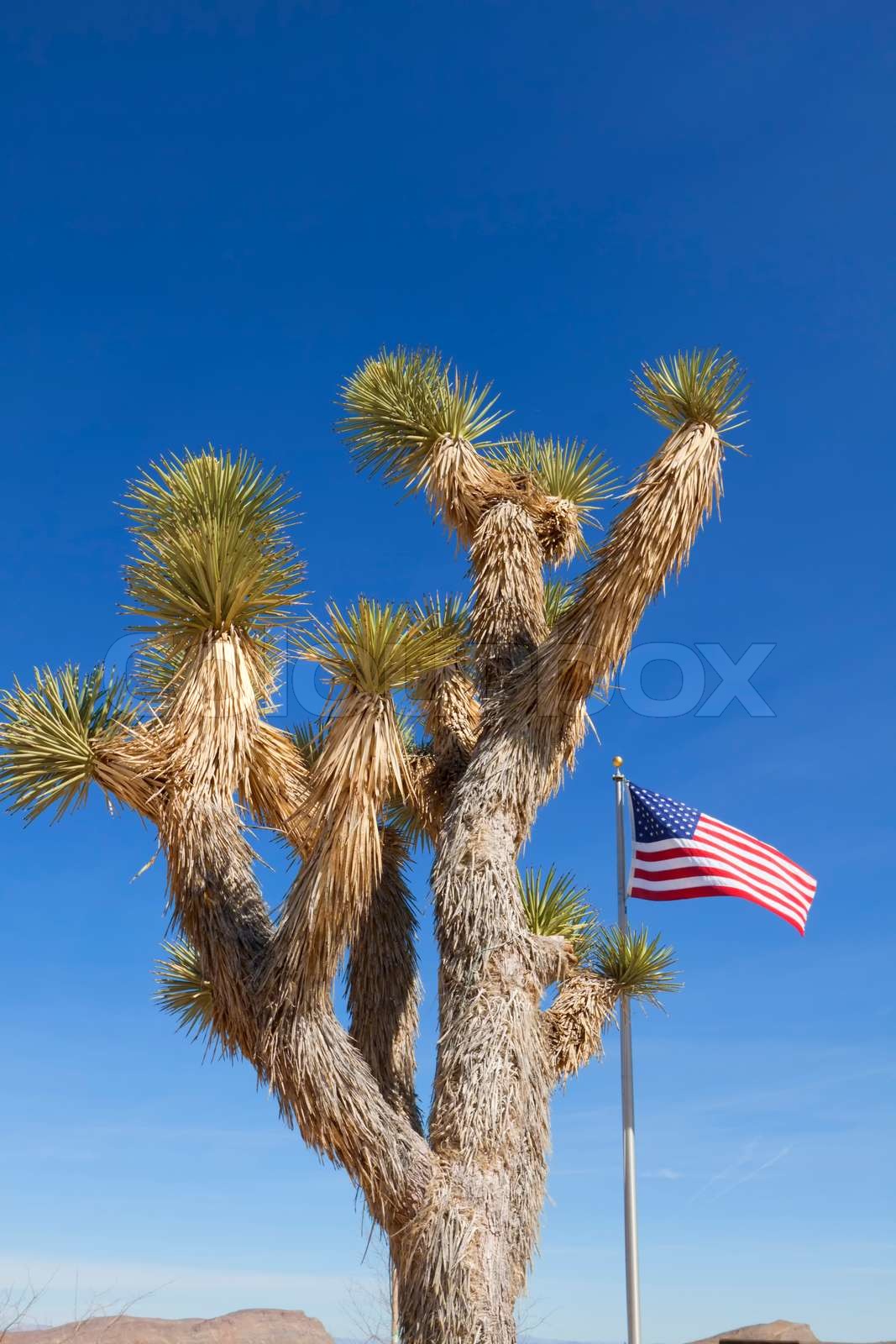 View American Flag in the Mojave Desert | Stock image | Colourbox