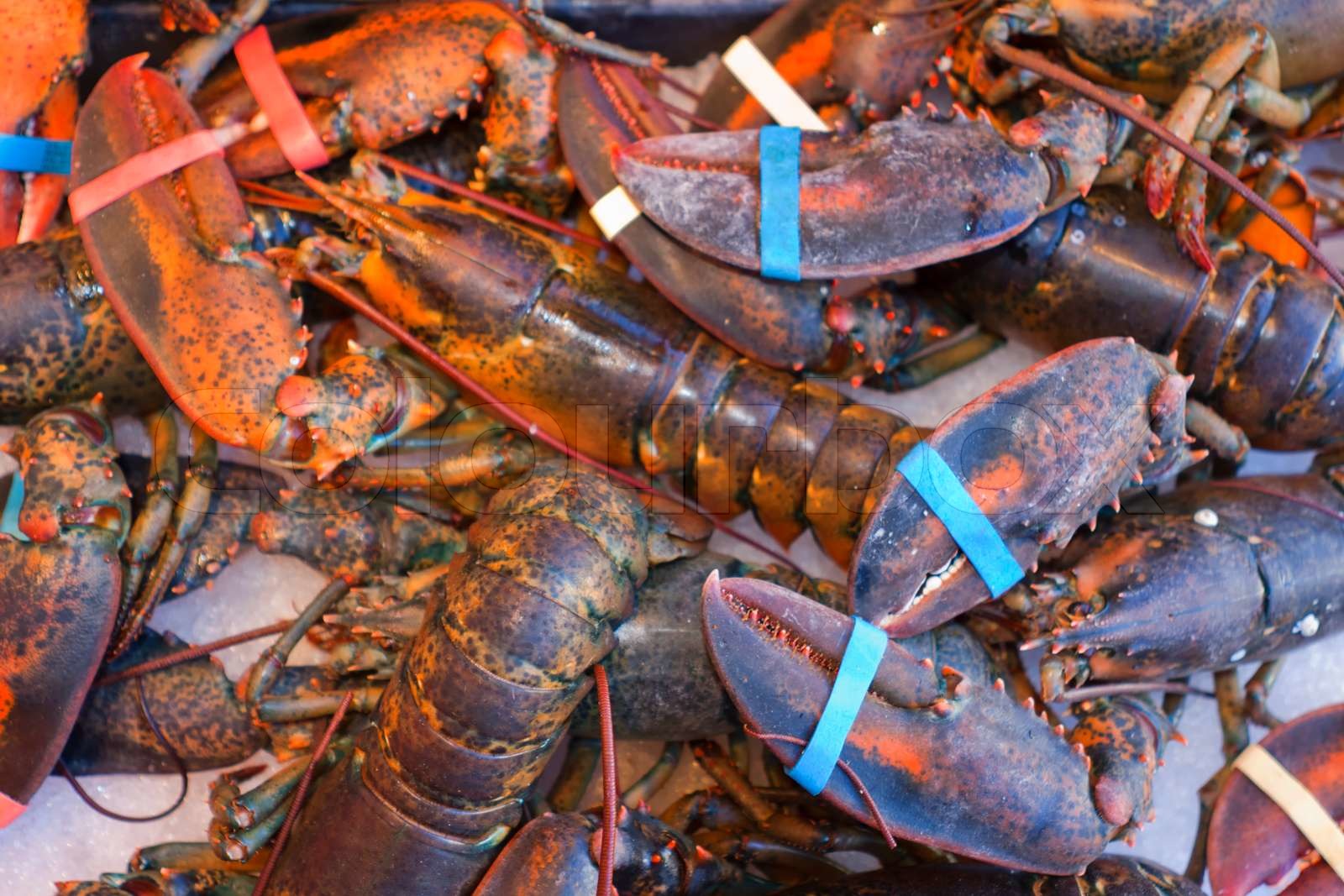 Lobsters | Stock image | Colourbox