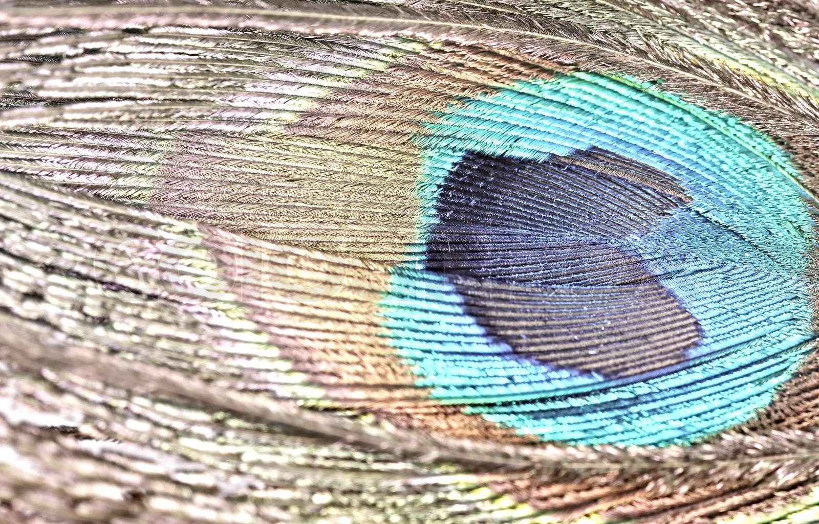 Pfauenfeder | Stock Bild | Colourbox