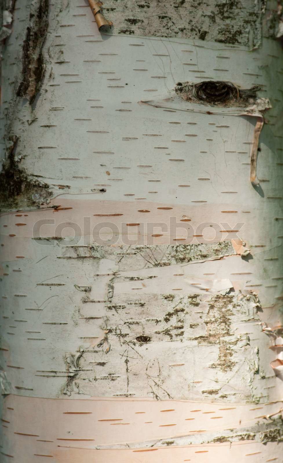 Birch tree bark | Stock image | Colourbox