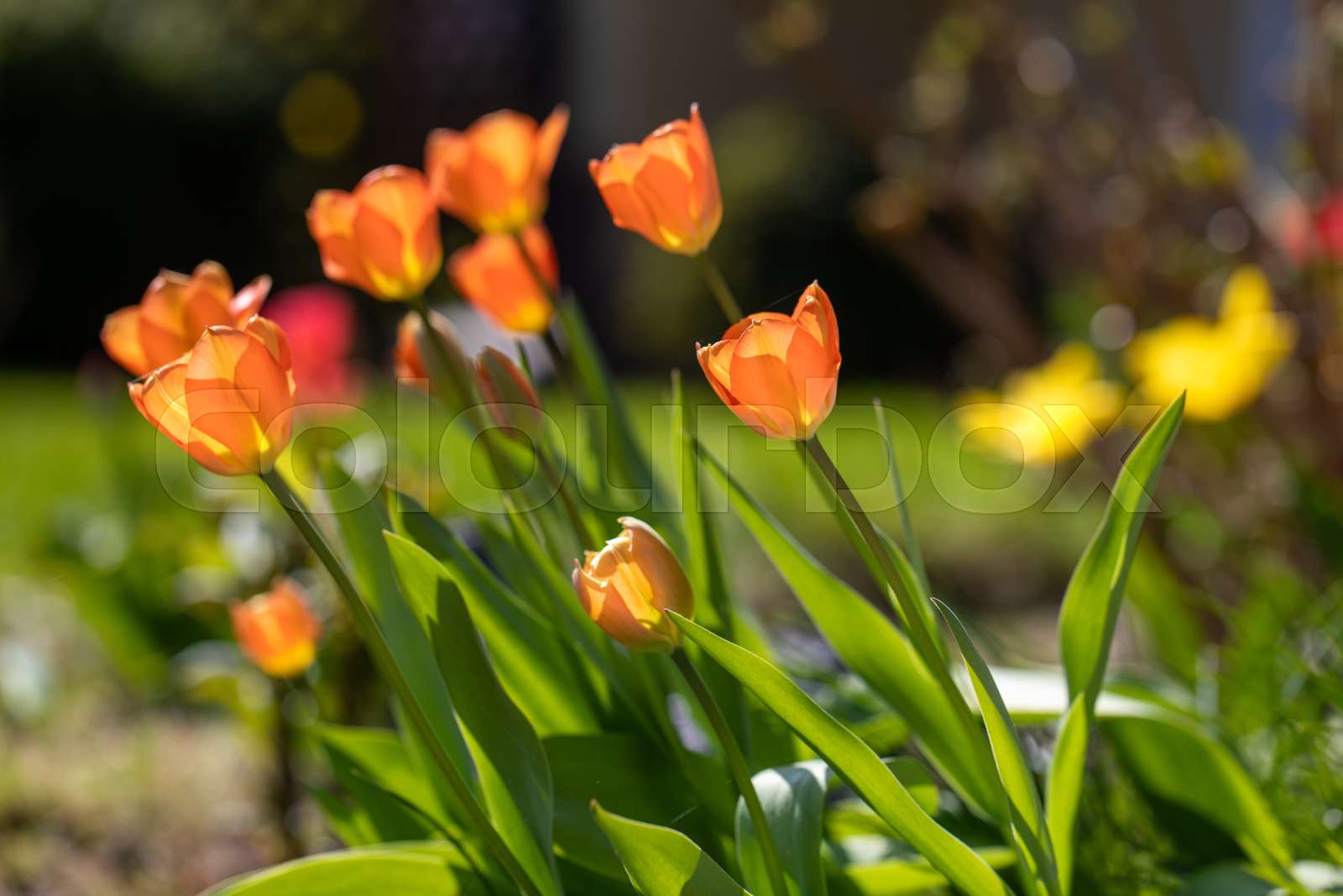 Tulpen | Stock Bild | Colourbox