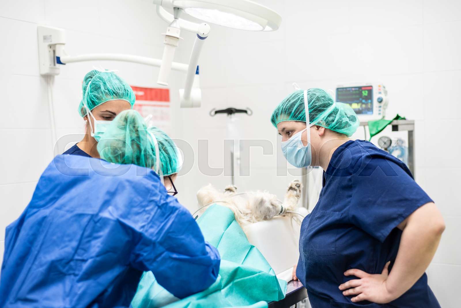 Young female veterinarian team, preparing a dog at operating room for ...