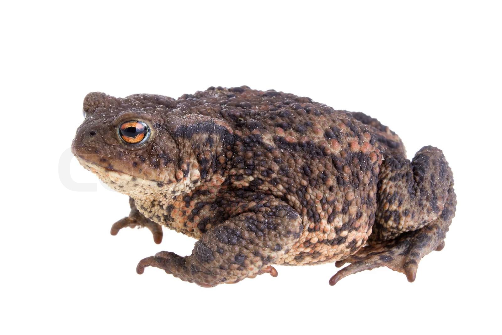 Big fat toad | Stock image | Colourbox
