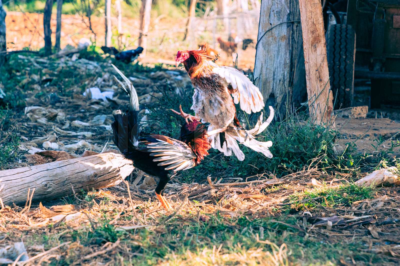 Agressive rooster fight betting on survivor. The Vinales Valley (Valle ...