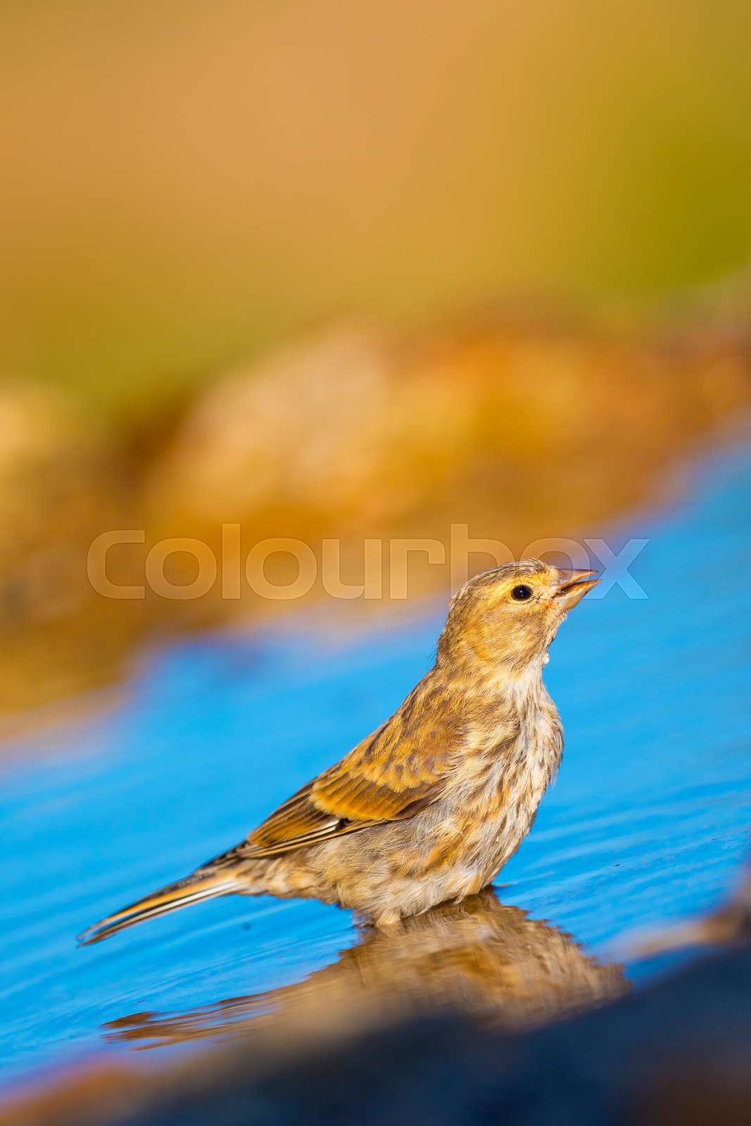 Female Serin, Serinus serinus | Stock image | Colourbox