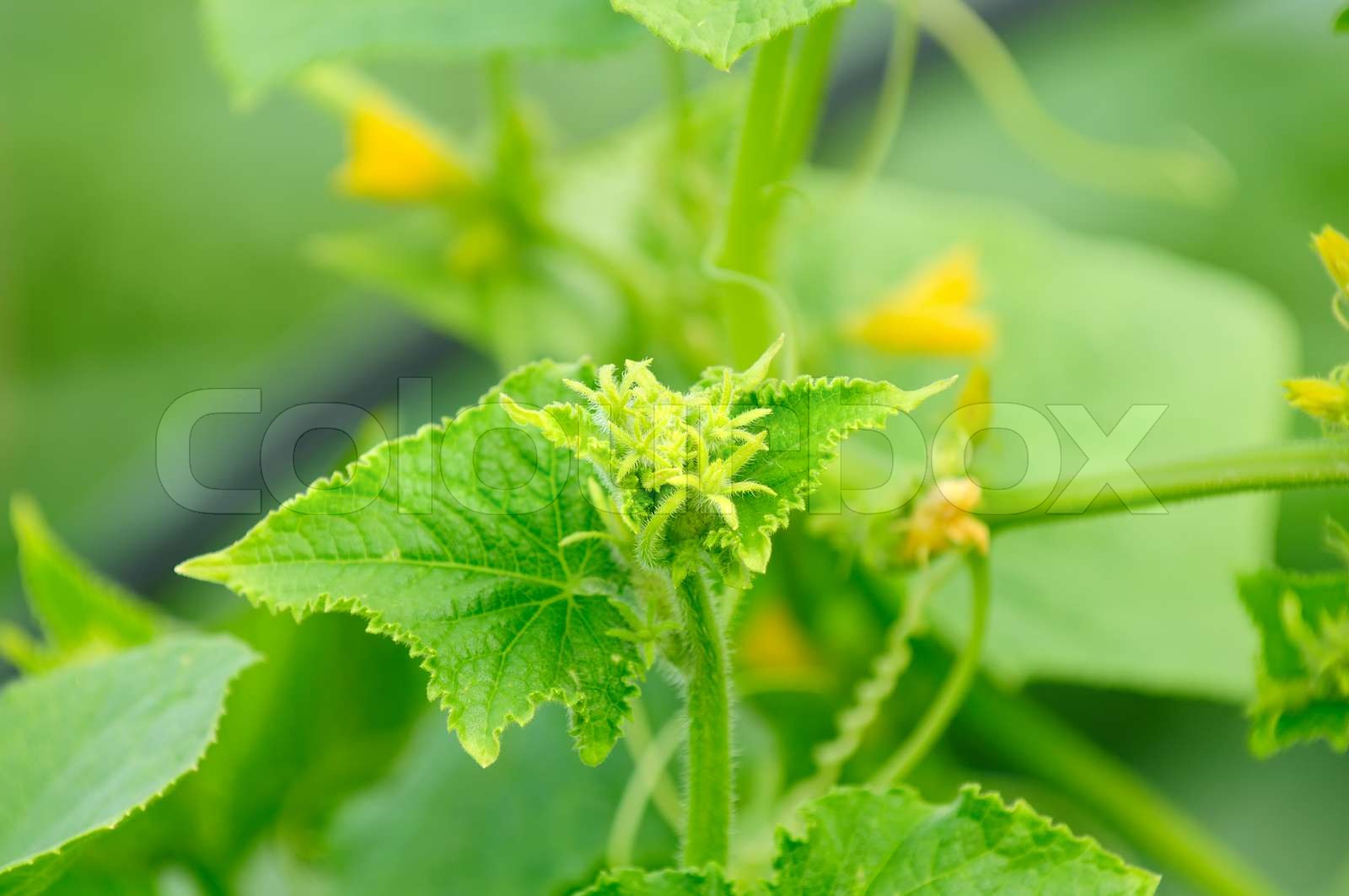 Buds on Green Cucumber Plant | Stock image | Colourbox