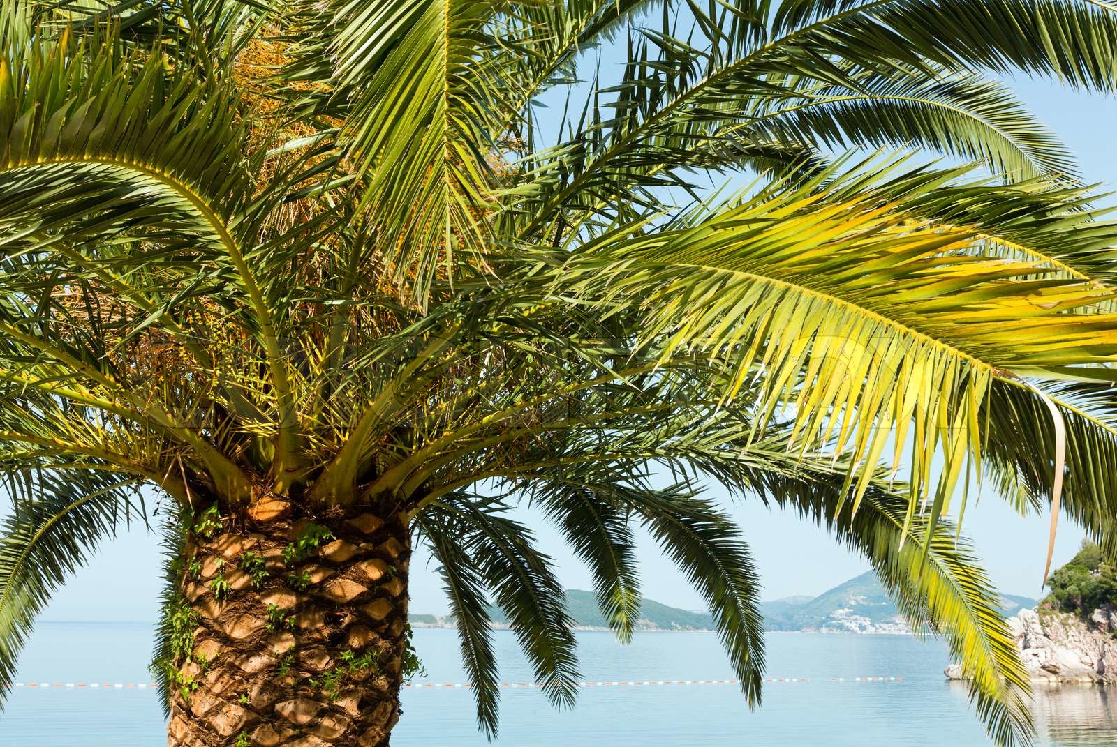 Palm tree top closeup | Stock image | Colourbox