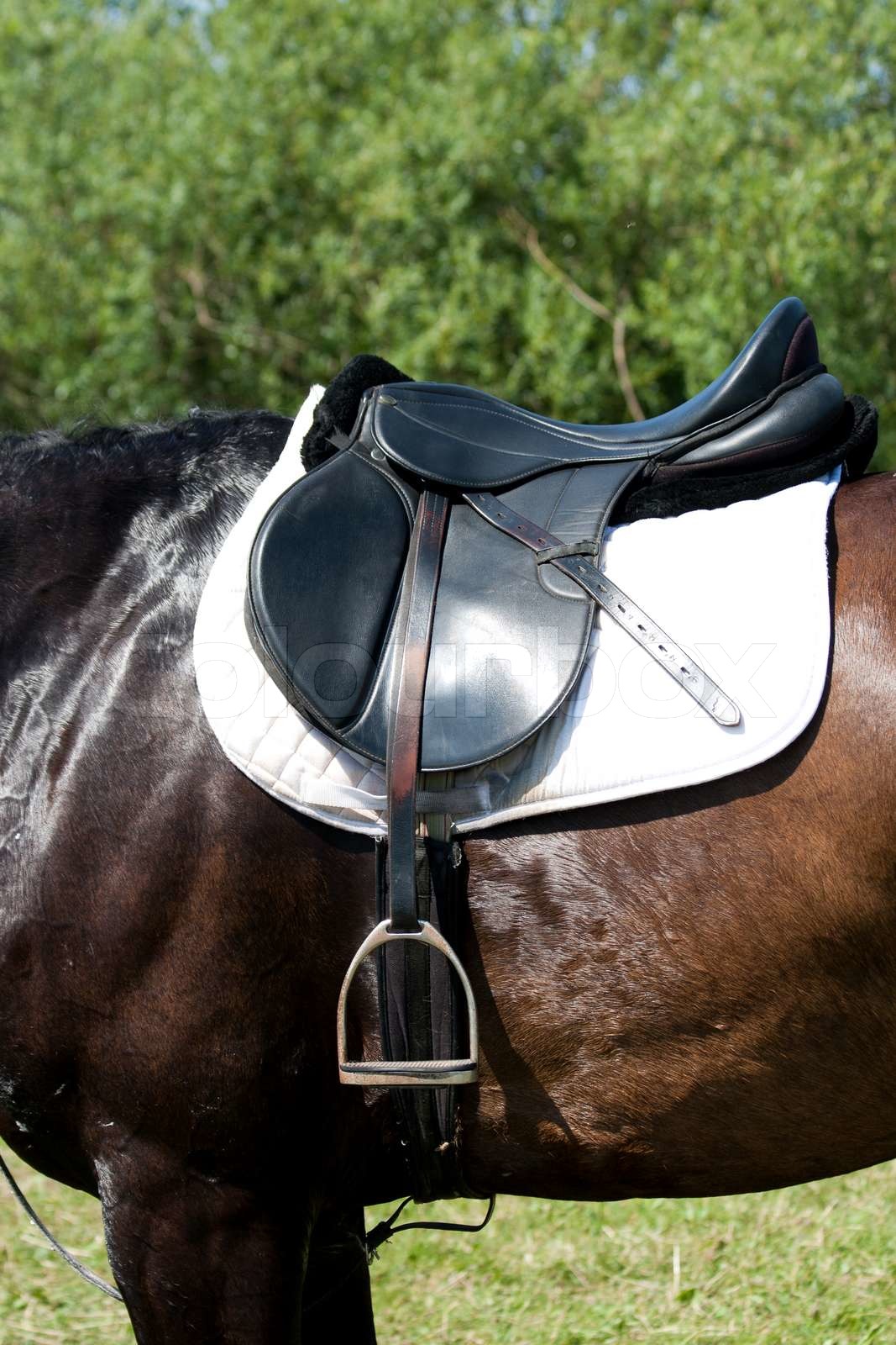 Pferd-Sattel | Stock Bild | Colourbox