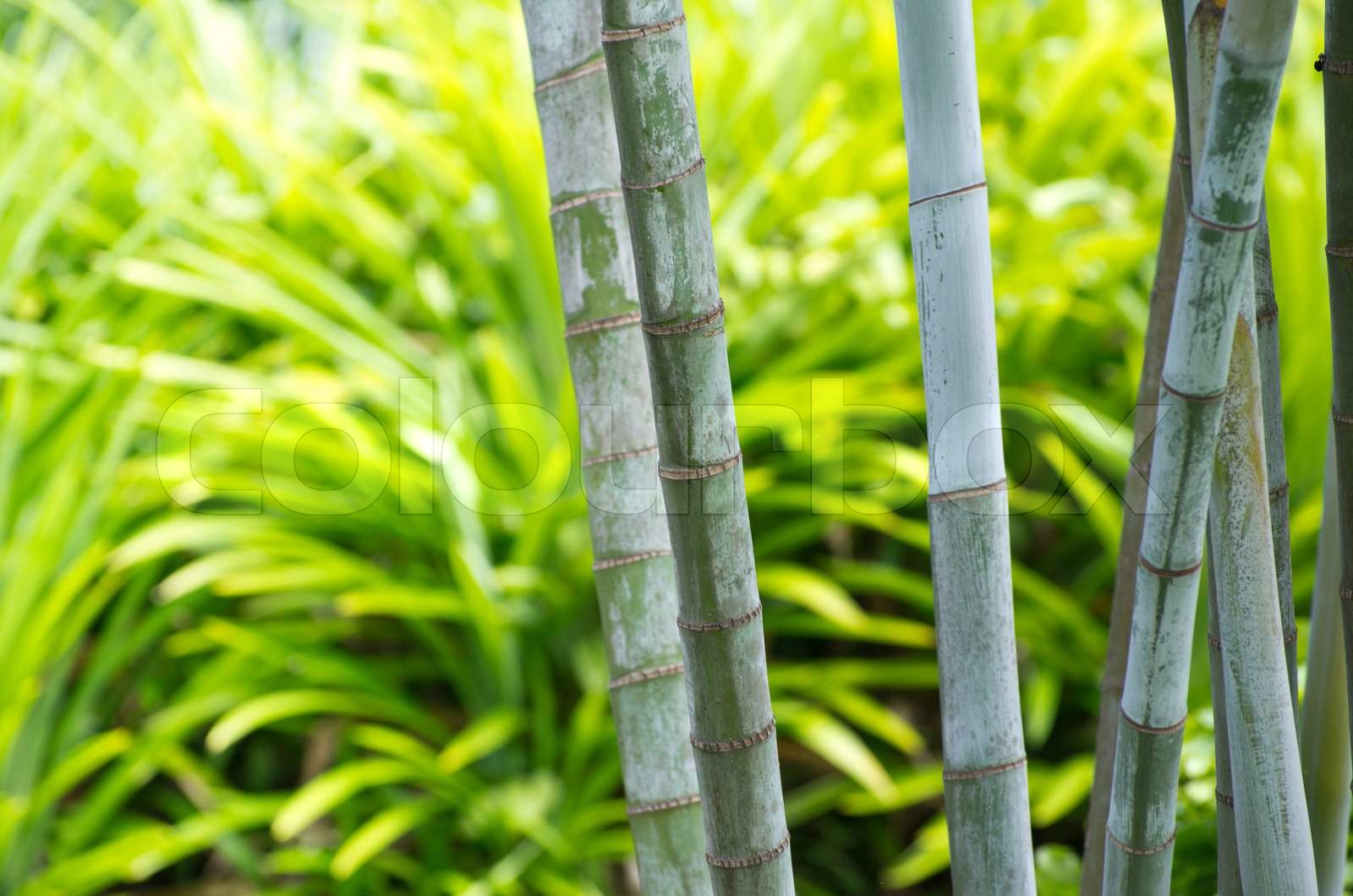 Bamboo | Stock image | Colourbox