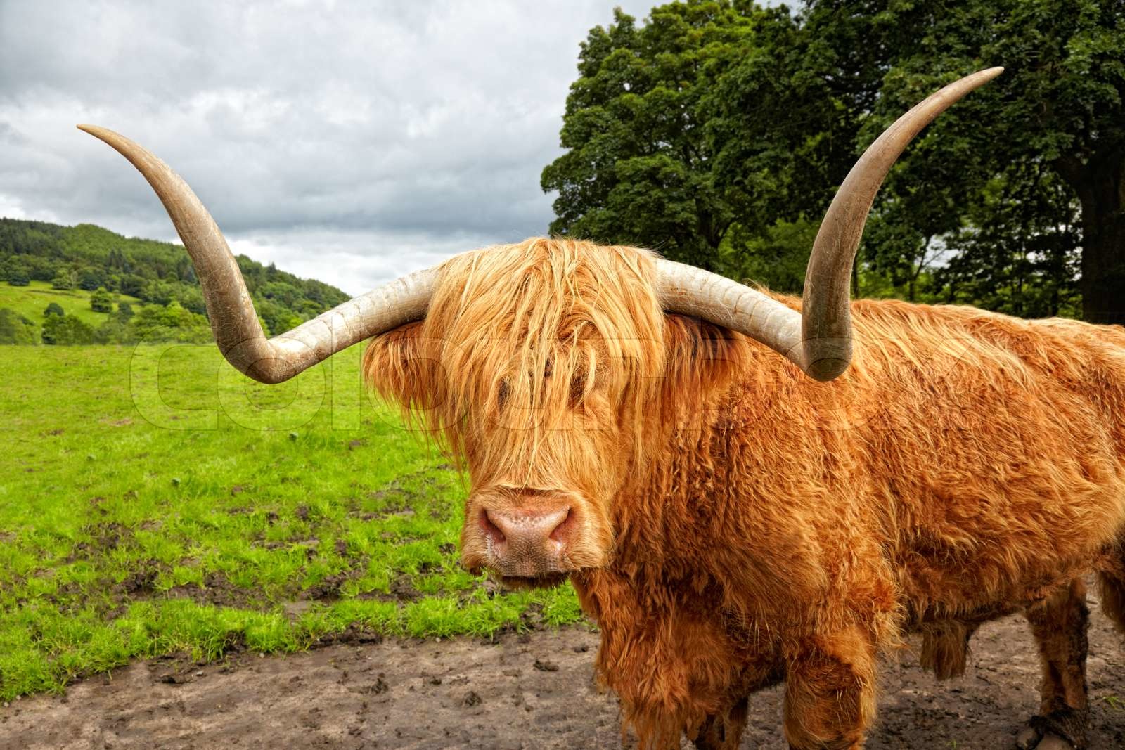 schottischer Highland Rinder auf der Wiese | Stock Bild | Colourbox