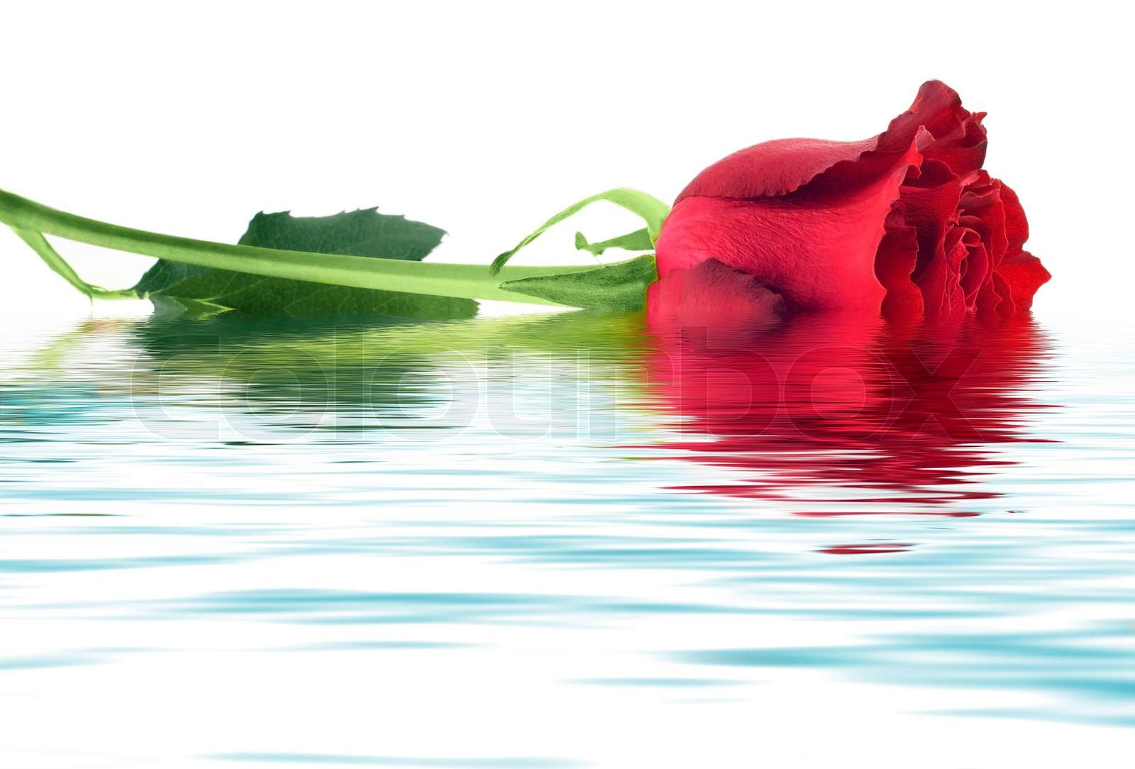 red rose with water | Stock image | Colourbox
