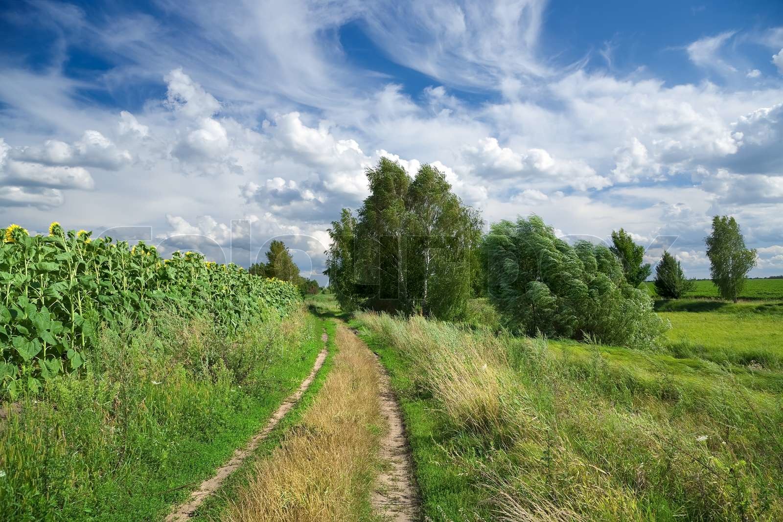 Country landscape with fields, road, trees and beautiful cloudy sky ...