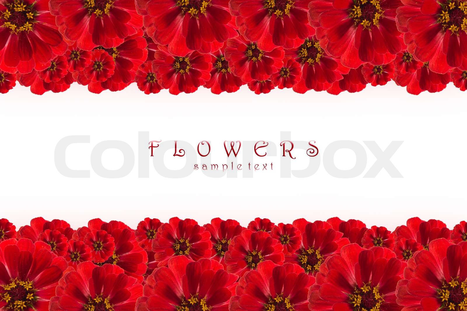 Flowers frame isolated on white. Zinnia border with copy space | Stock ...