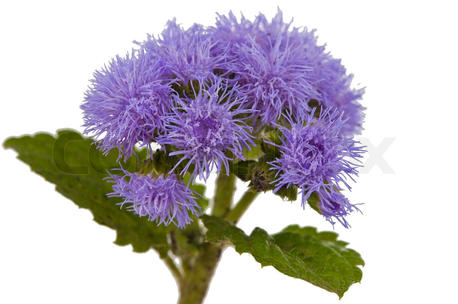 purple fluffy little flowers | Stock image | Colourbox