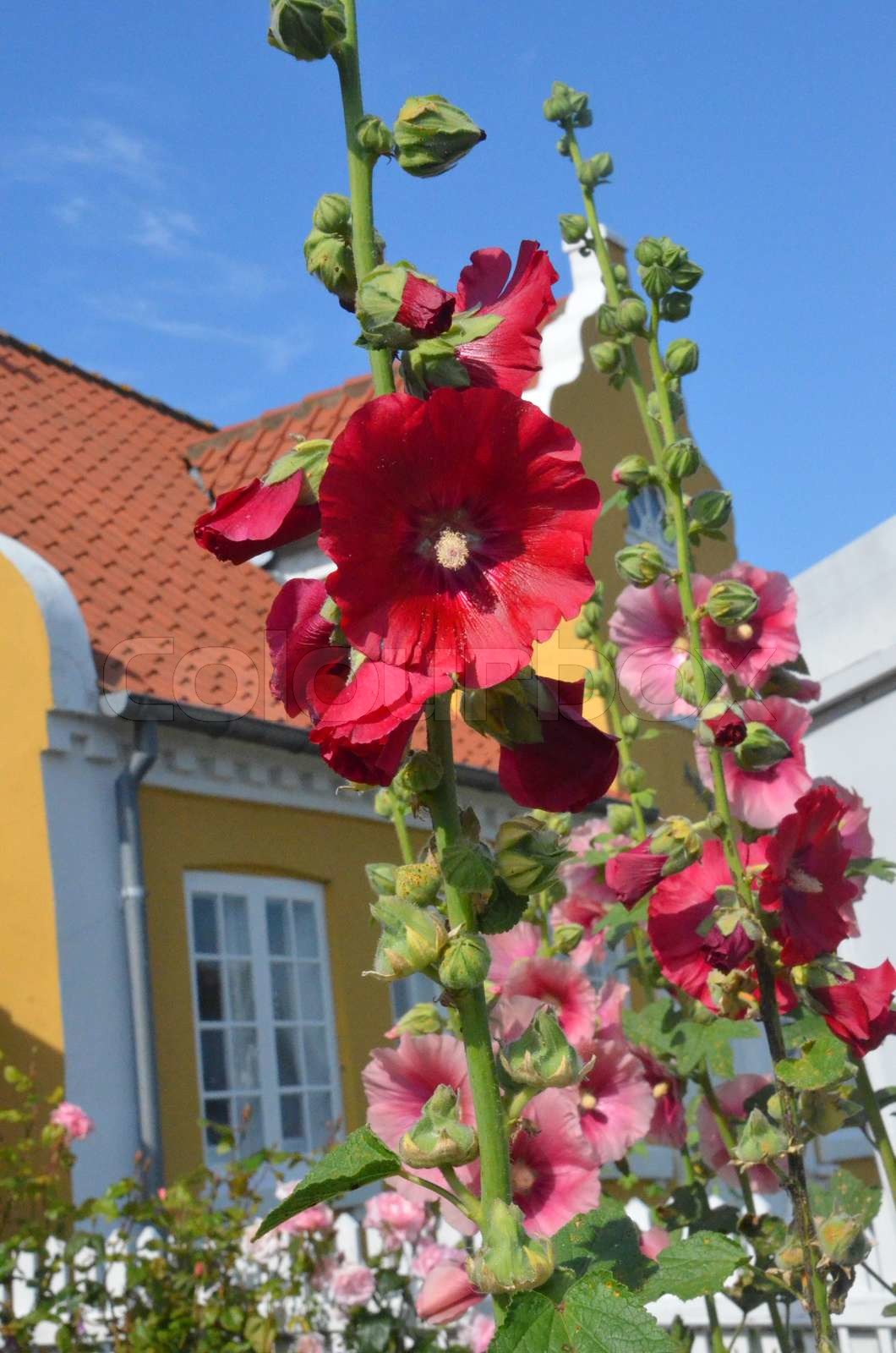 rød stokrose og blomst foran gult hus med hvide sprossevinduer og rødt ...