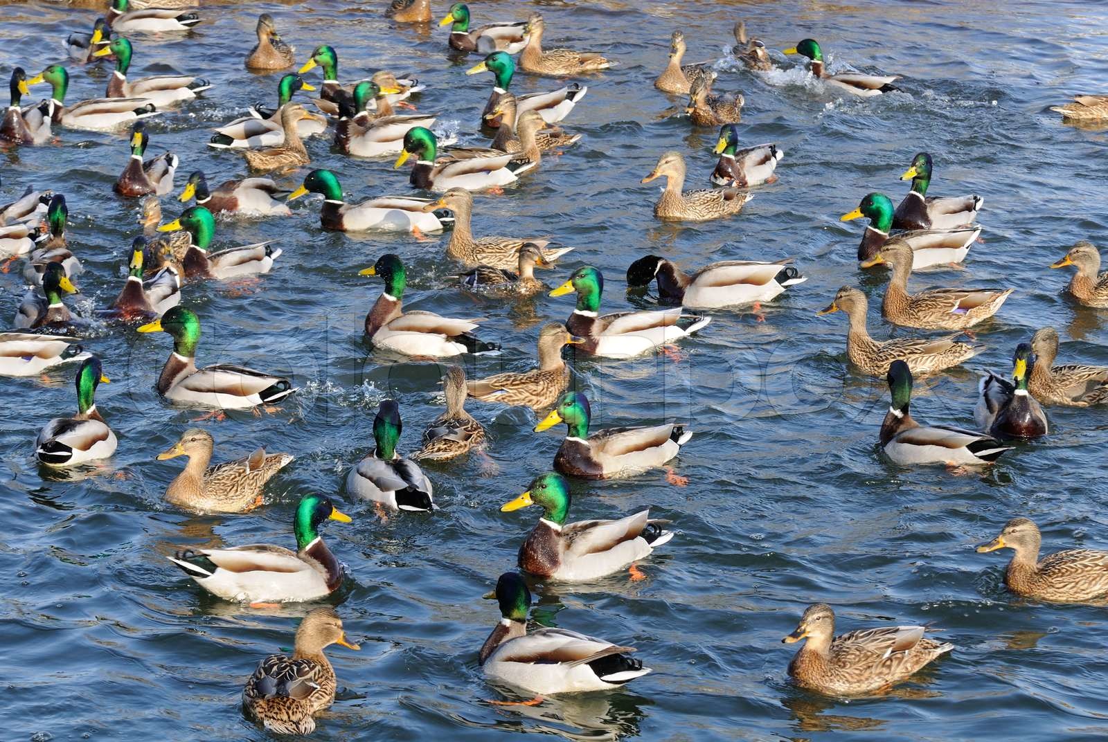 Herde von Mallard Enten und Drakes Bademöglichkeit im See | Stock Bild ...