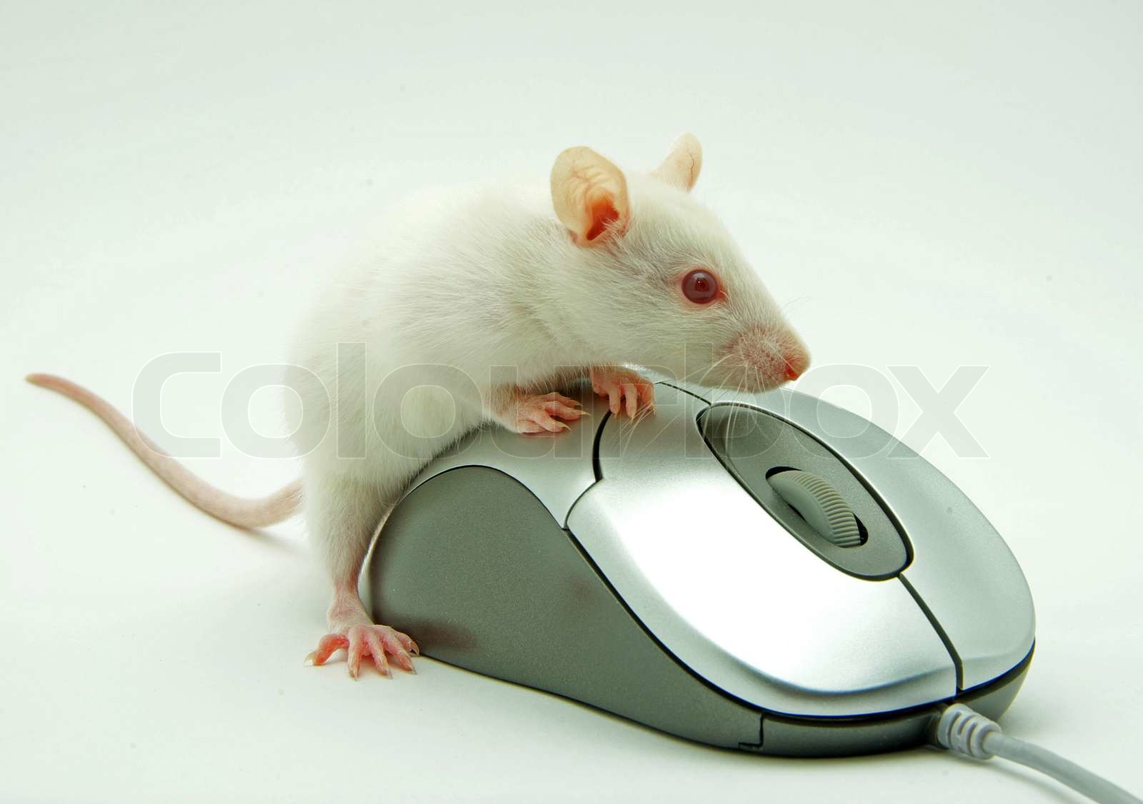 rat | Stock image | Colourbox