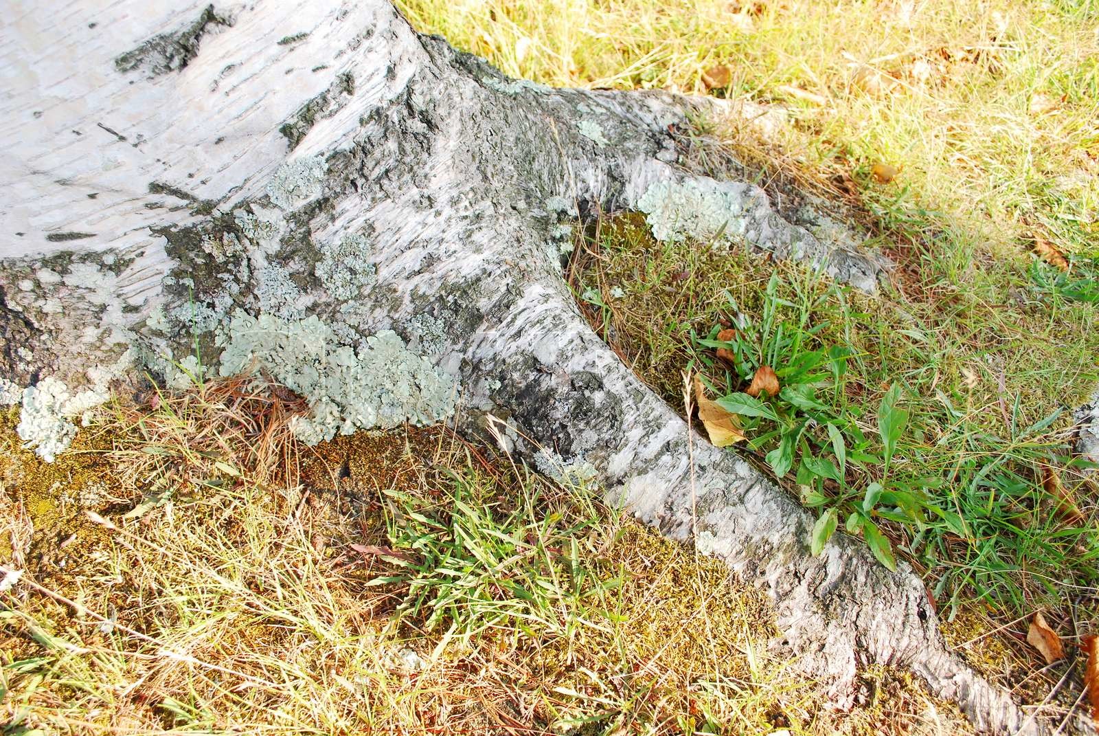 birch root | Stock image | Colourbox