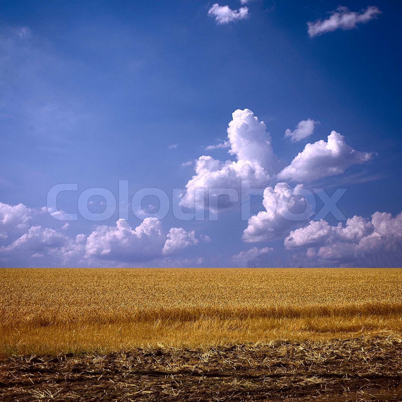 Beautiful field | Stock image | Colourbox