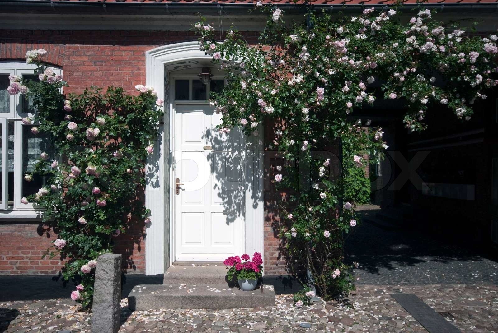 White door and pink roses | Stock image | Colourbox