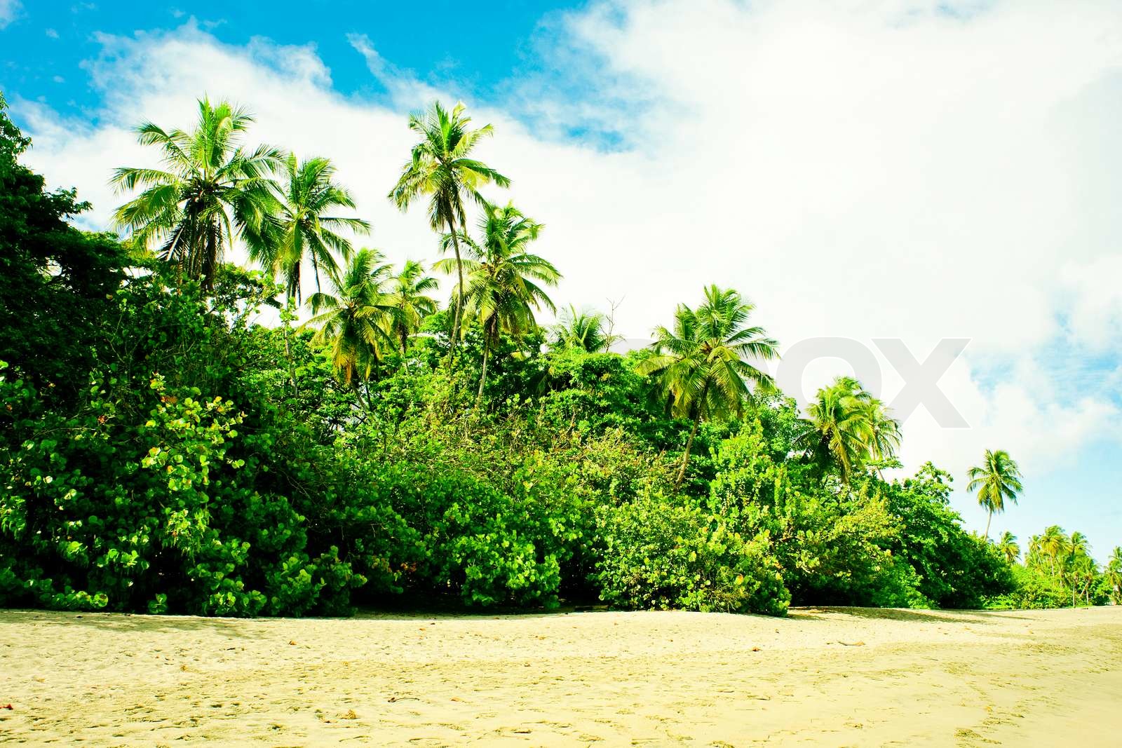 Caribbean beach with palm trees | Stock image | Colourbox