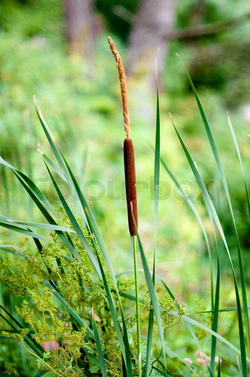 Cattails and Reeds | Stock image | Colourbox
