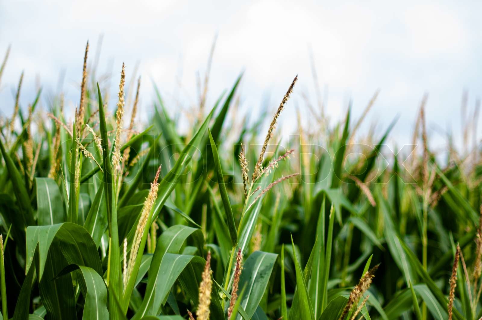 Maize on the field | Stock image | Colourbox