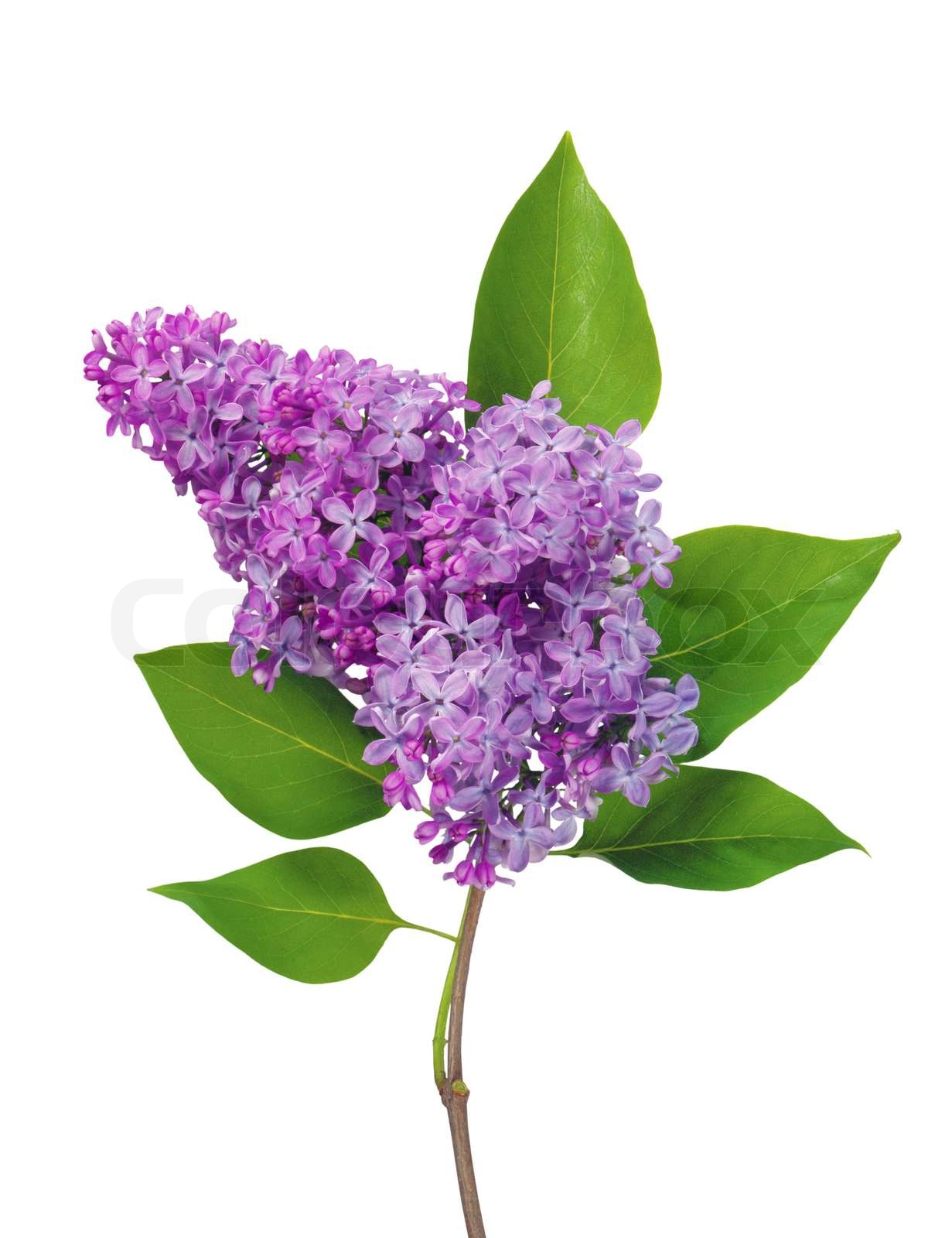 Beautiful Lilac branch isolated on white | Stock image | Colourbox