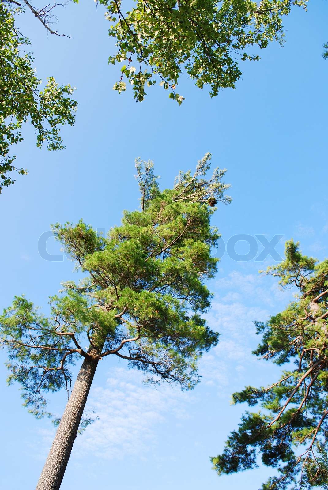 pine tree | Stock image | Colourbox