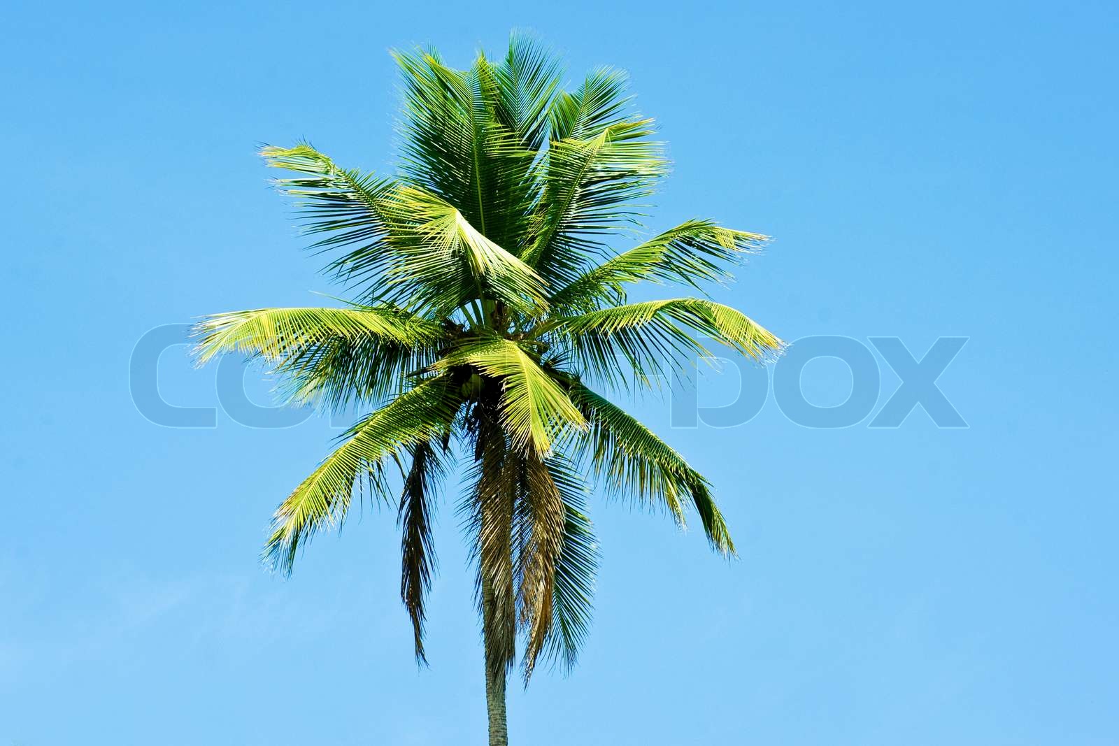 Palm tree isolated on blue | Stock image | Colourbox