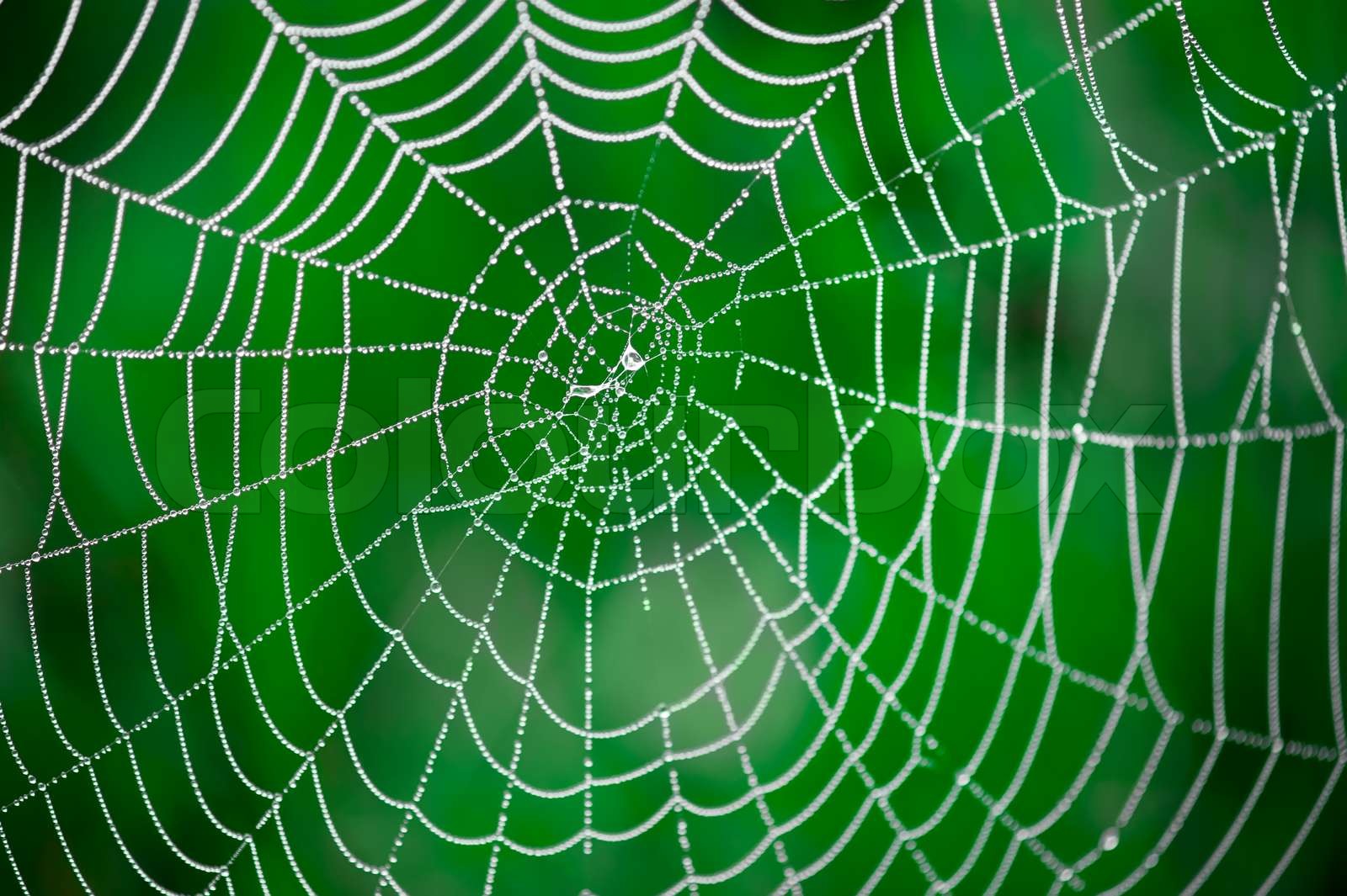 wald, spinnennetz, spinne | Stock Bild | Colourbox