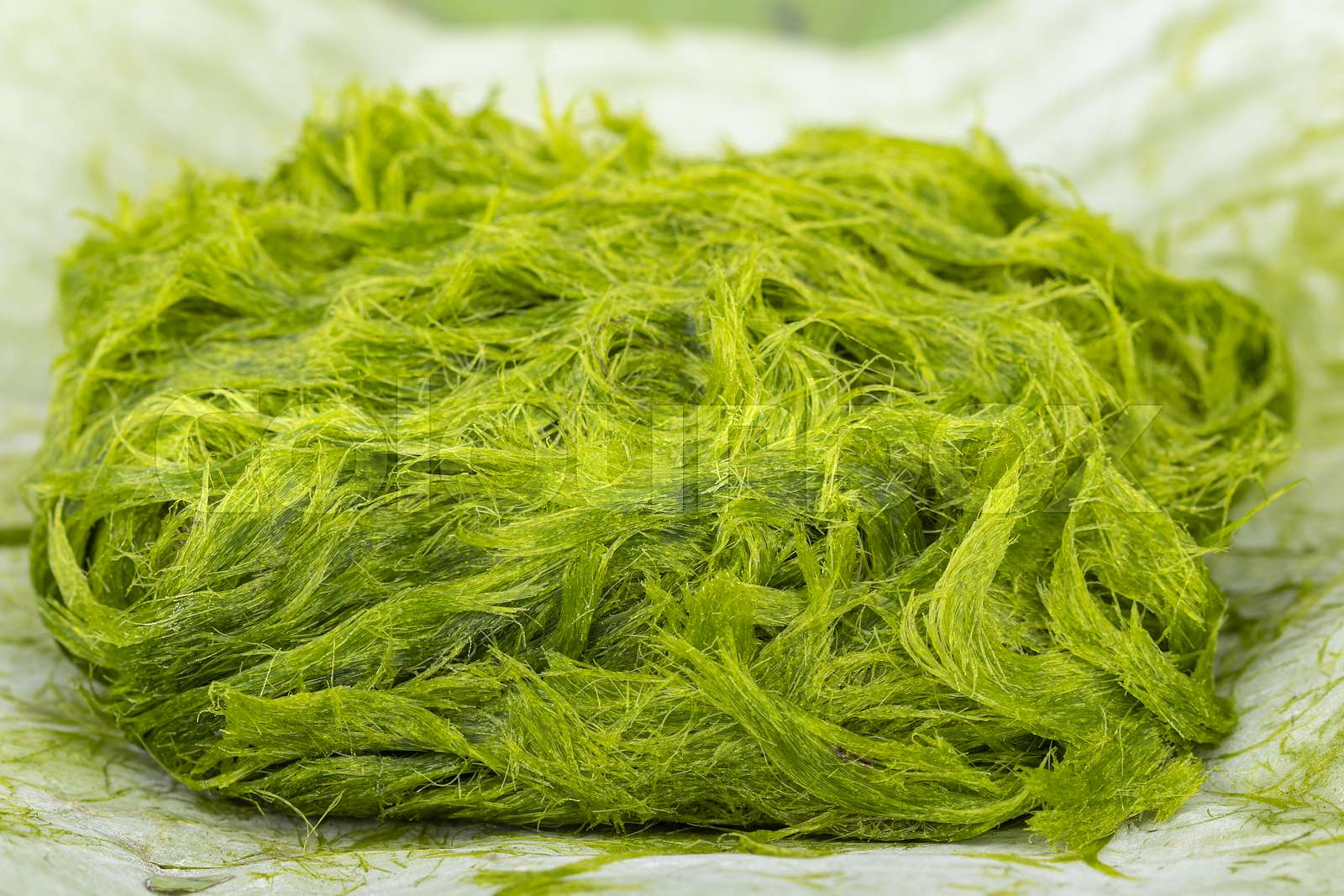 Freshwater green algae scientific name is Spirogyra sp. | Stock image ...