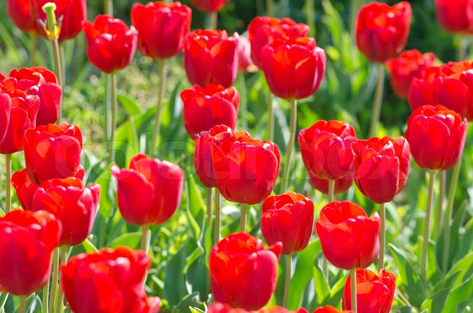 Garden with tulip flowers in summer | Stock image | Colourbox