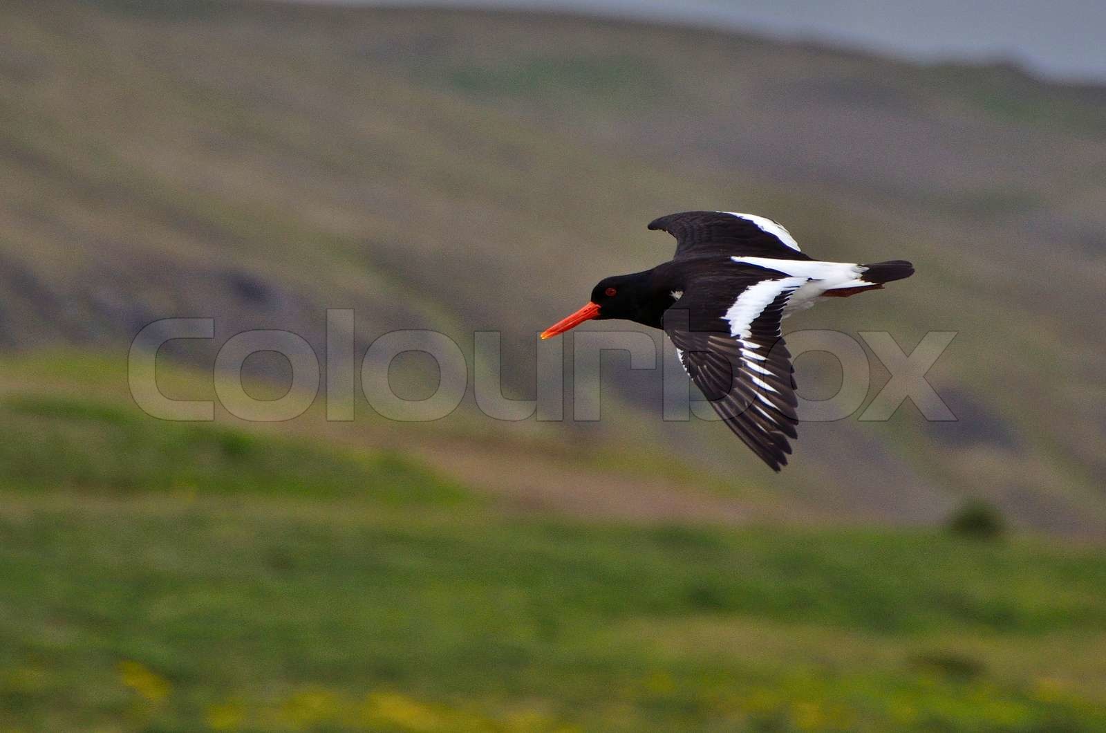 a flying Strandskade, tjaldur, | Stock foto | Colourbox