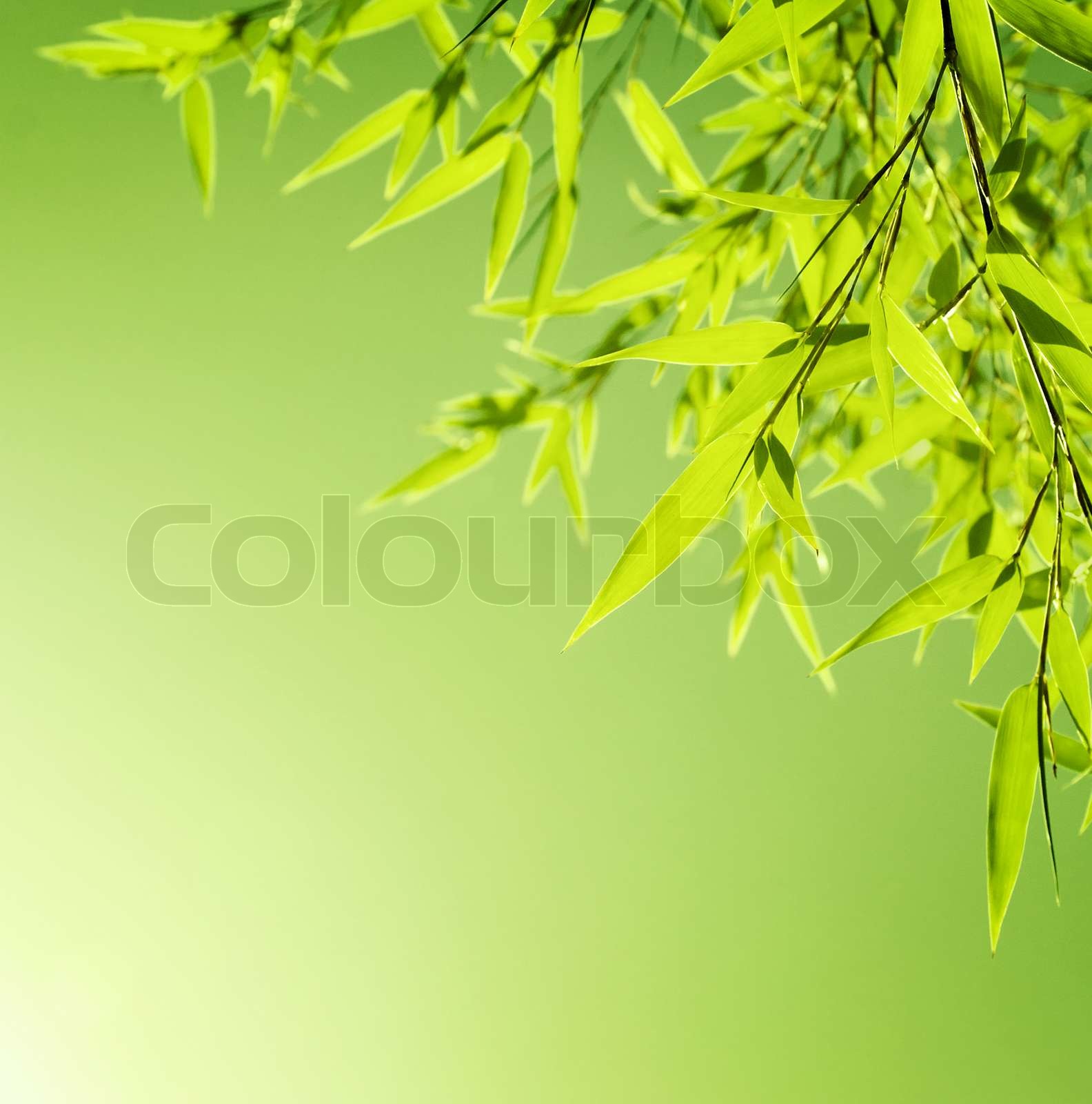 Fresh bamboo leaves border | Stock image | Colourbox