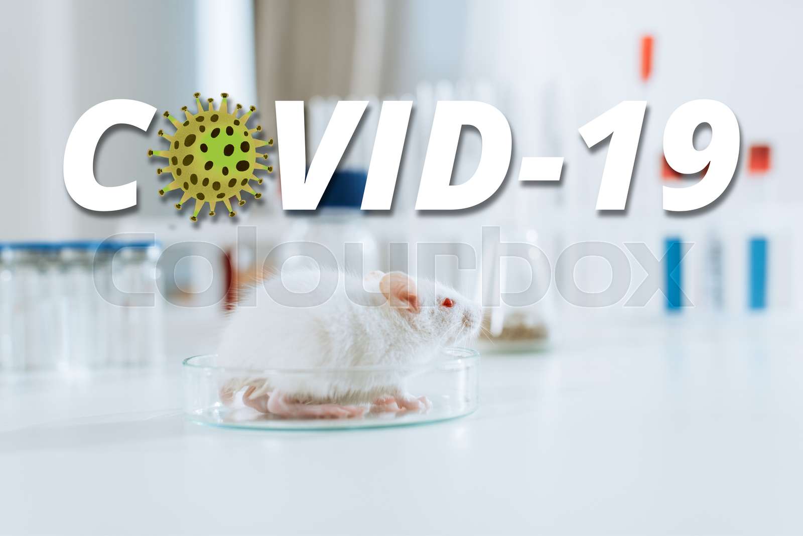 selective focus of white mouse in petri dish near containers with ...