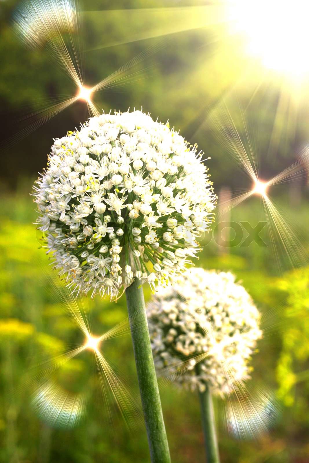The flower of onion with sun set | Stock image | Colourbox
