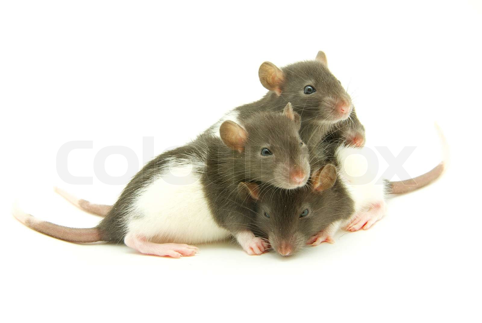 lustige Ratten | Stock Bild | Colourbox