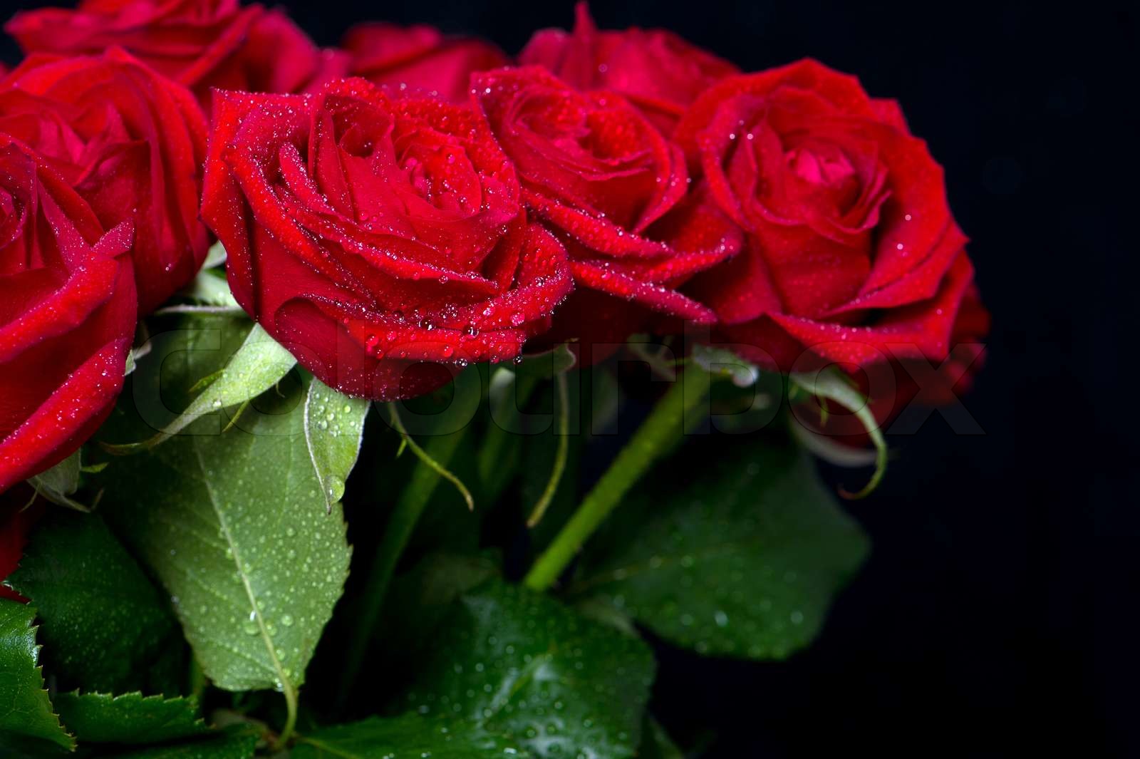 rosen, blumenstrauß, rot | Stock Bild | Colourbox