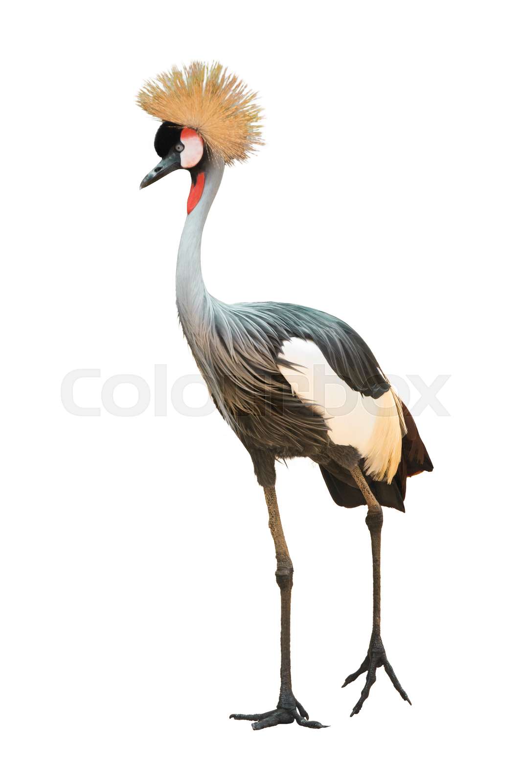 Grey Crowned Crane Isolated On White Background. | Stock image | Colourbox