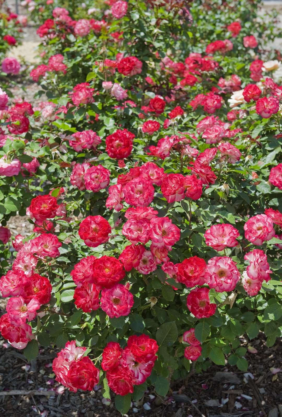 rose bush | Stock image | Colourbox