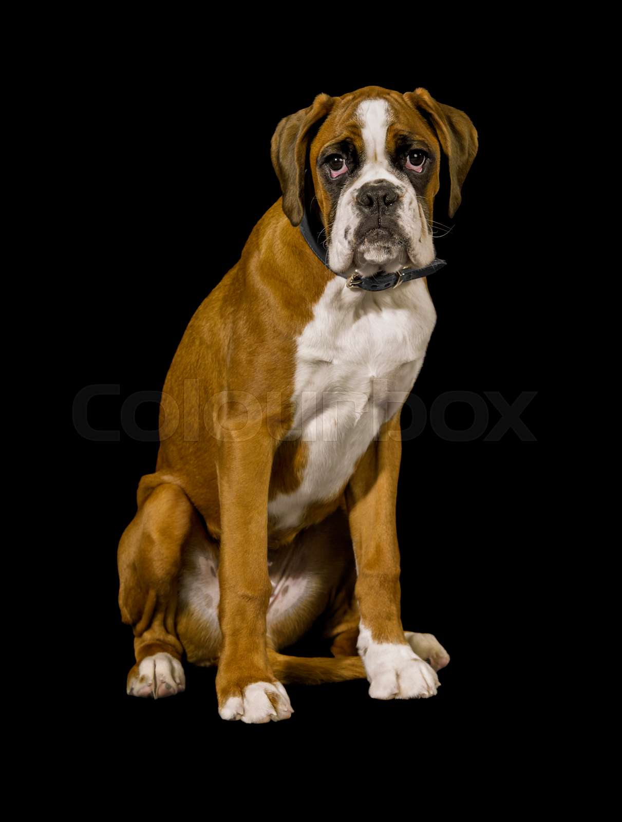 Boxer dog portrait | Stock image | Colourbox