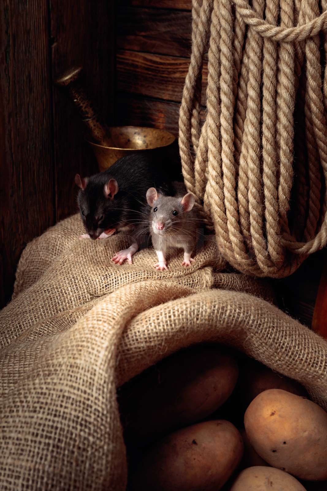 Rats in old wooden barn with vegetables. | Stock image | Colourbox
