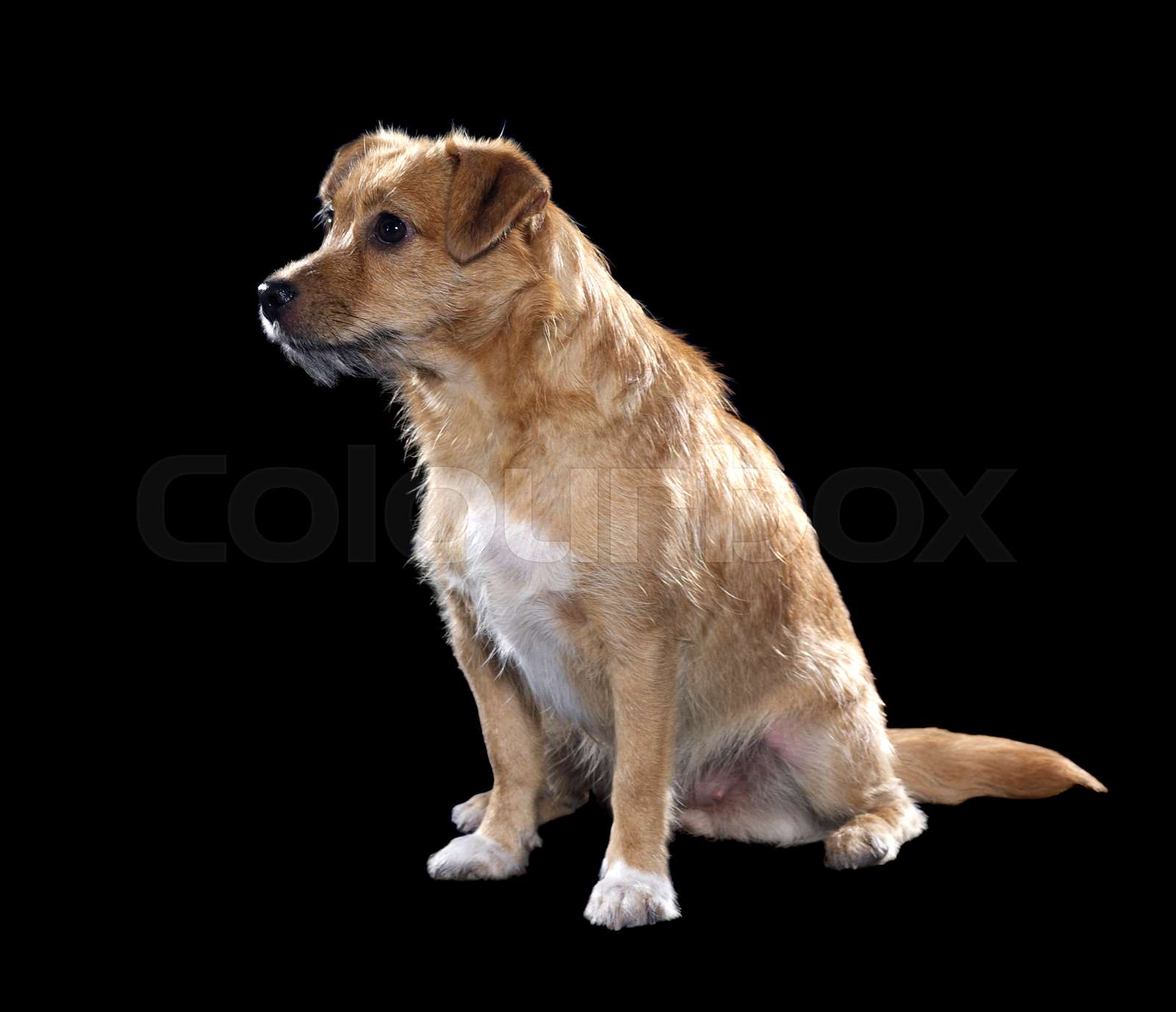 light brown dog portrait | Stock image | Colourbox