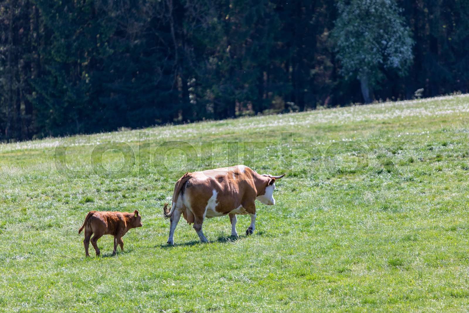 Kuh mit Kalb | Stock Bild | Colourbox